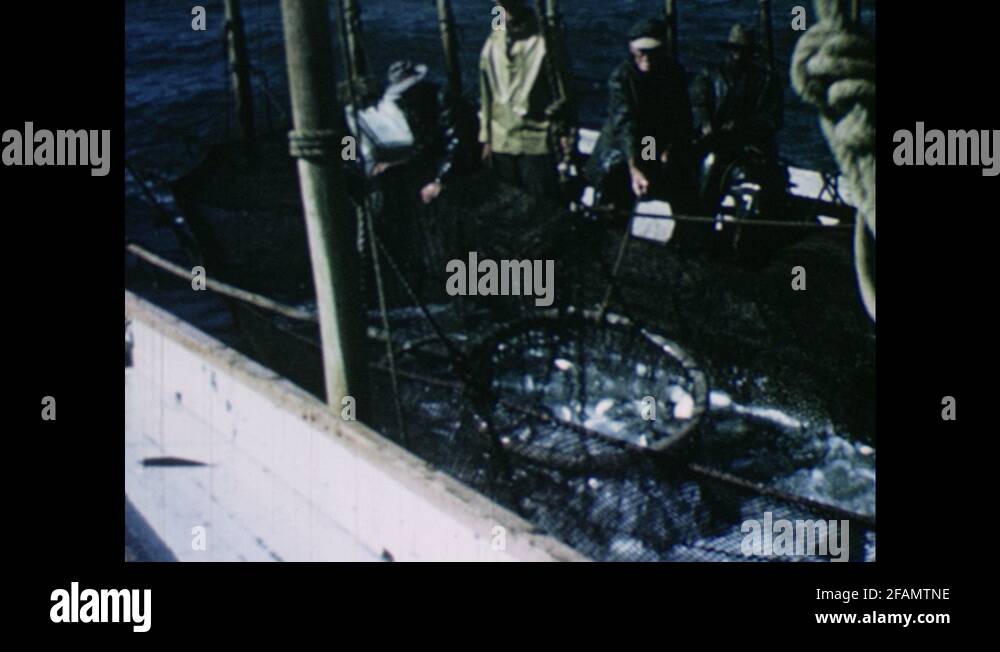 Scoop fish Stock Videos & Footage - HD and 4K Video Clips - Alamy