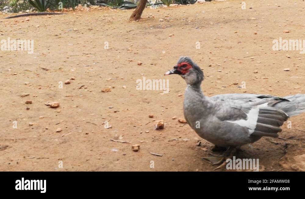 Duck claws Stock Videos & Footage - HD and 4K Video Clips - Alamy