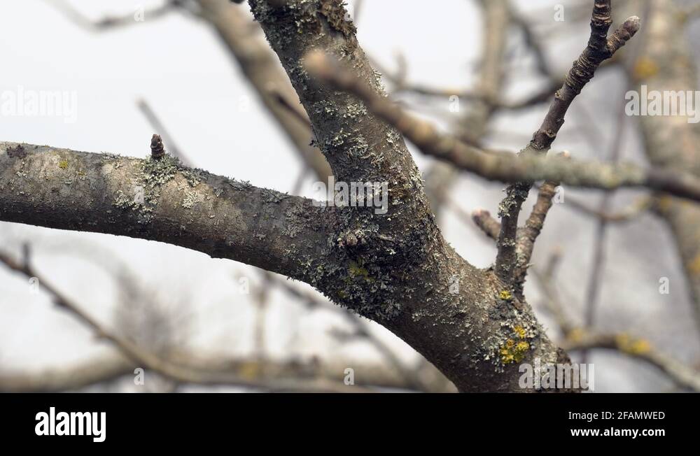 Leafless apple tree Stock Videos & Footage - HD and 4K Video Clips - Alamy