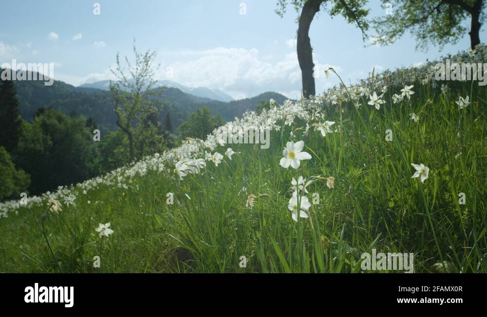 Alpine white flowers Stock Videos & Footage - HD and 4K Video Clips - Alamy