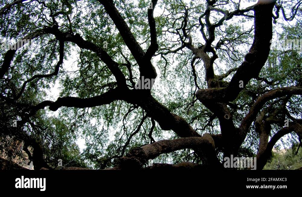 This large oak tree on The Alamo grounds is over 100 years old and its ...