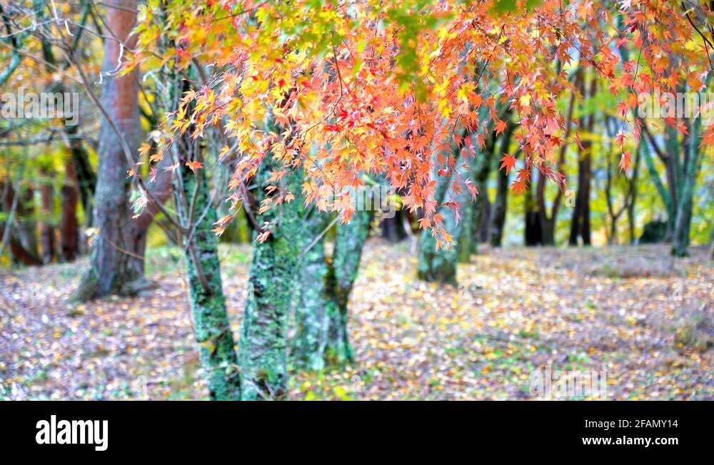 Japanese maple momiji Stock Videos & Footage - HD and 4K Video Clips ...