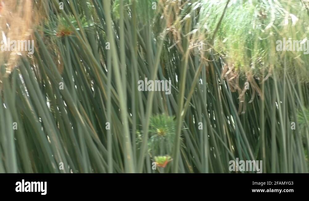 Nile papyrus Stock Videos & Footage - HD and 4K Video Clips - Alamy