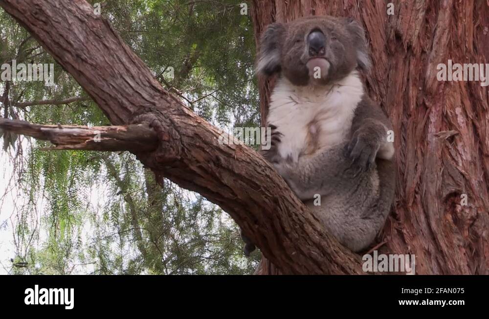 Koala on eucalyptus tree Stock Videos & Footage - HD and 4K Video Clips ...