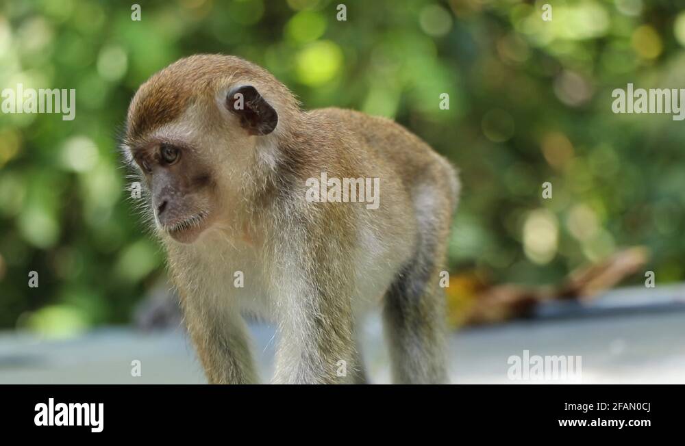 Monkeys on a temple roof in the sacred monkey forest Stock Videos ...
