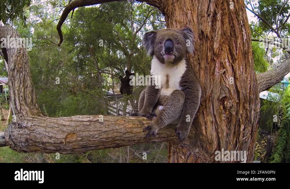 Male koala Stock Videos & Footage - HD and 4K Video Clips - Alamy