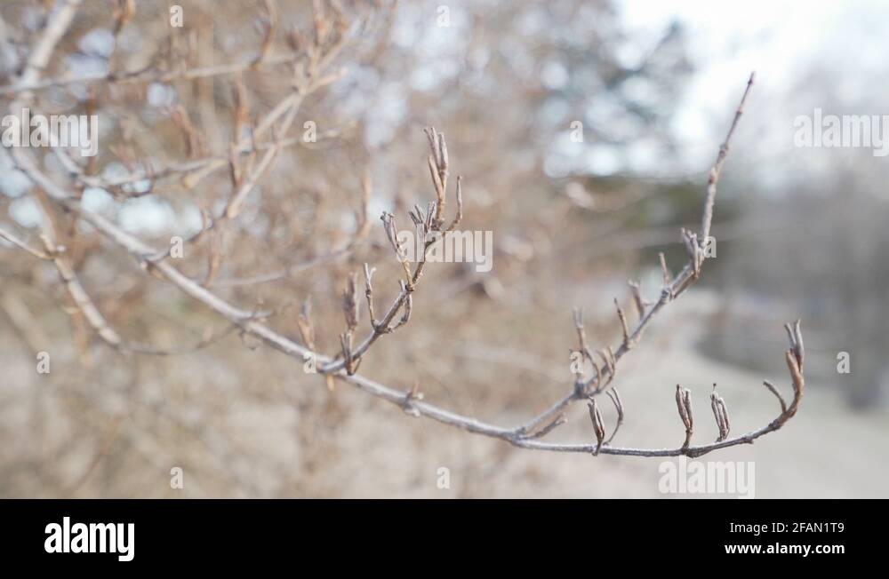 Early tree growth Stock Videos & Footage - HD and 4K Video Clips - Alamy