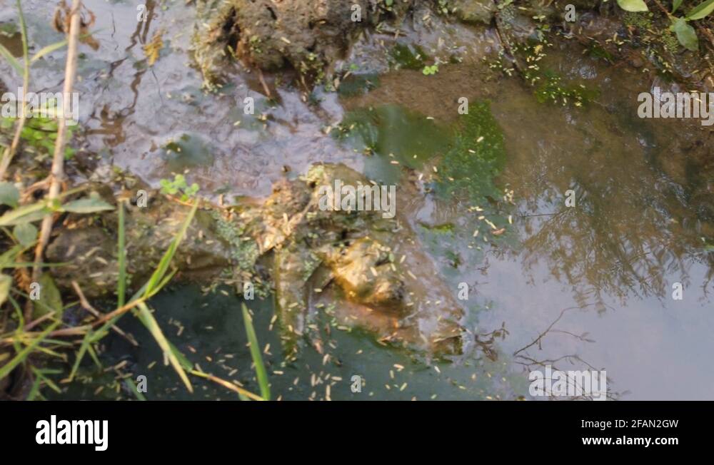 Swampy marsh Stock Videos & Footage - HD and 4K Video Clips - Alamy