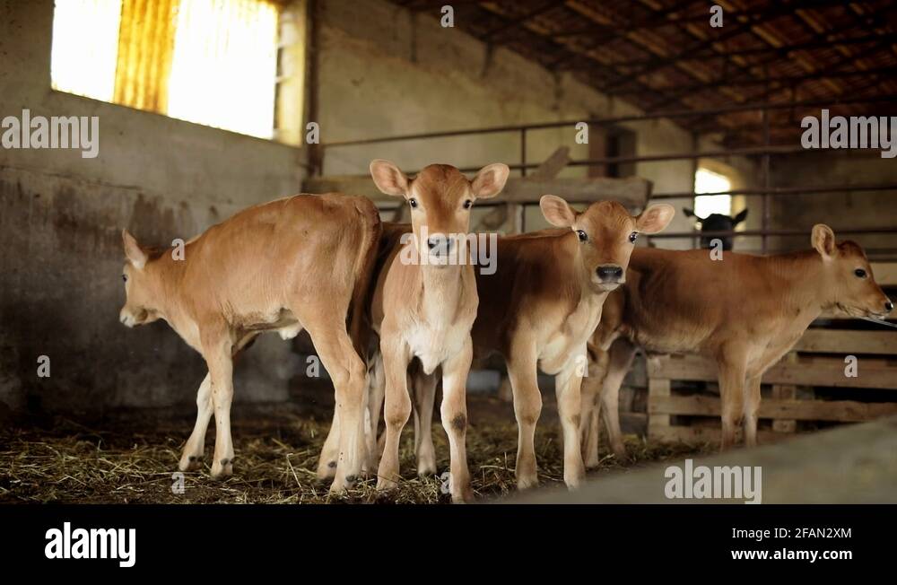 Dairy bull calves Stock Videos & Footage - HD and 4K Video Clips - Alamy