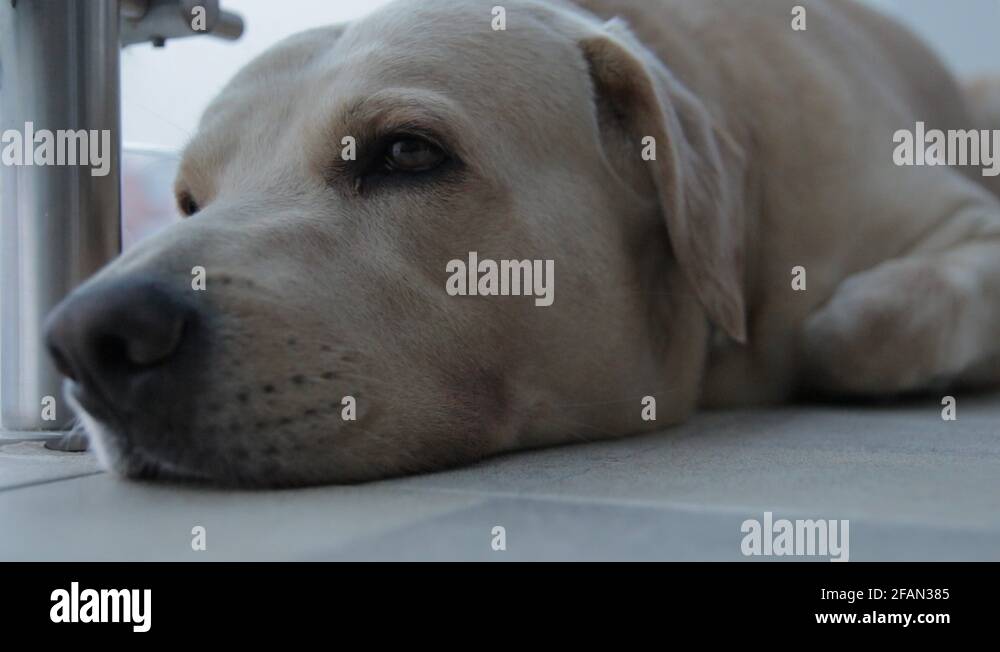 Labrador inside a house Stock Videos & Footage - HD and 4K Video Clips ...