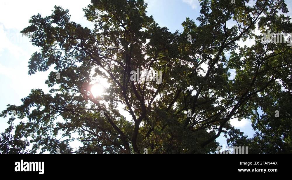 Low angle shot of summer oak tree with the light of the sun in the ...