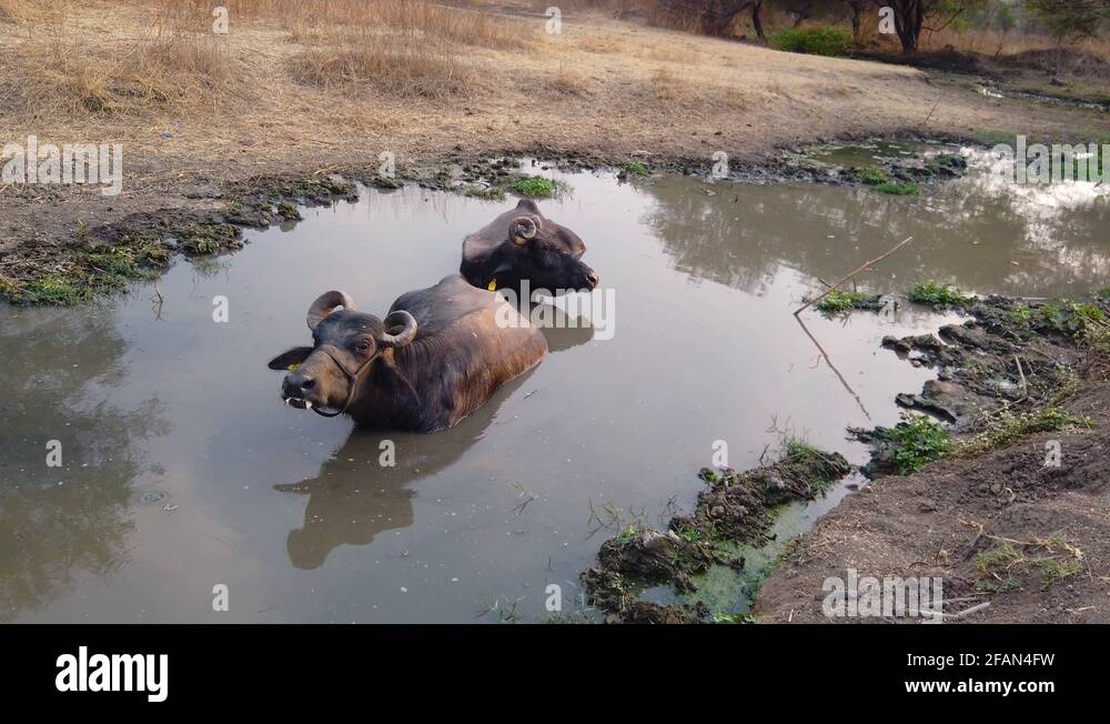 Village pond cattle in Stock Videos & Footage - HD and 4K Video Clips ...