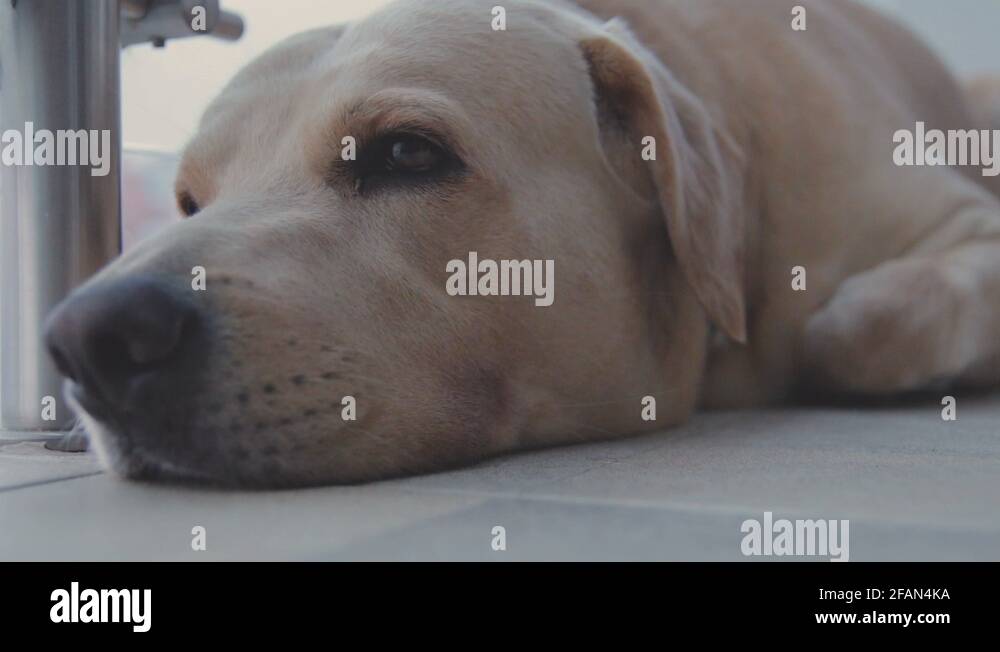 Sleep labrador retriever Stock Videos & Footage - HD and 4K Video Clips ...
