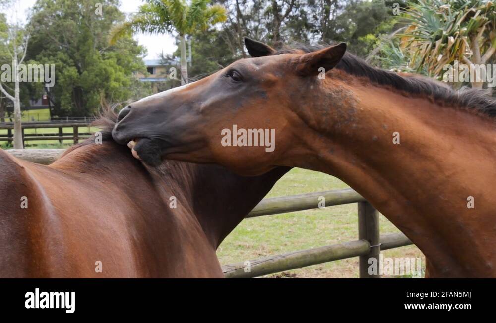 Horses teeth Stock Videos & Footage - HD and 4K Video Clips - Alamy