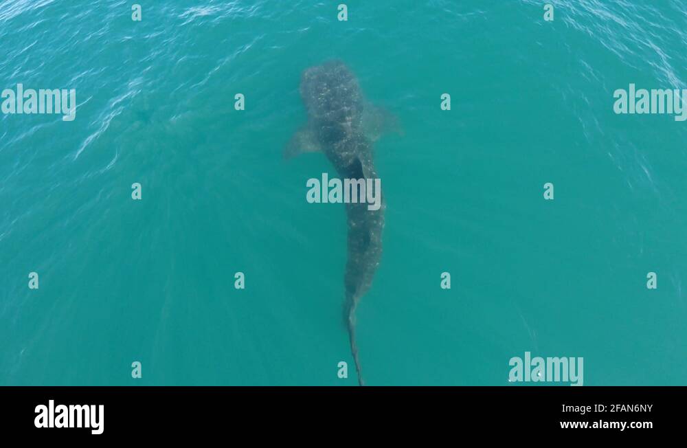 Shark plane Stock Videos & Footage - HD and 4K Video Clips - Alamy