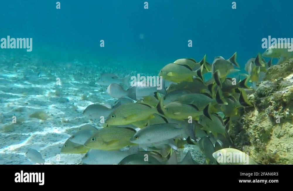 Fish under water Stock Videos & Footage - HD and 4K Video Clips - Alamy