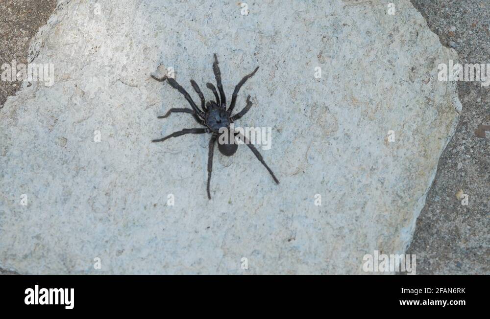 Giant black spider Stock Videos & Footage - HD and 4K Video Clips - Alamy