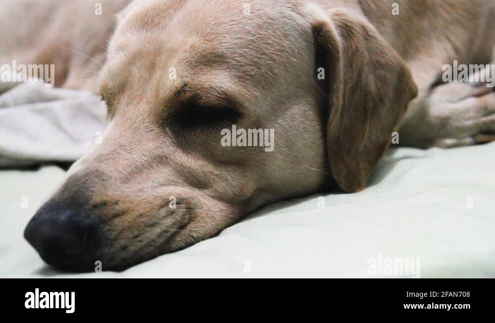 Labrador retriever Stock Videos & Footage - HD and 4K Video Clips - Alamy