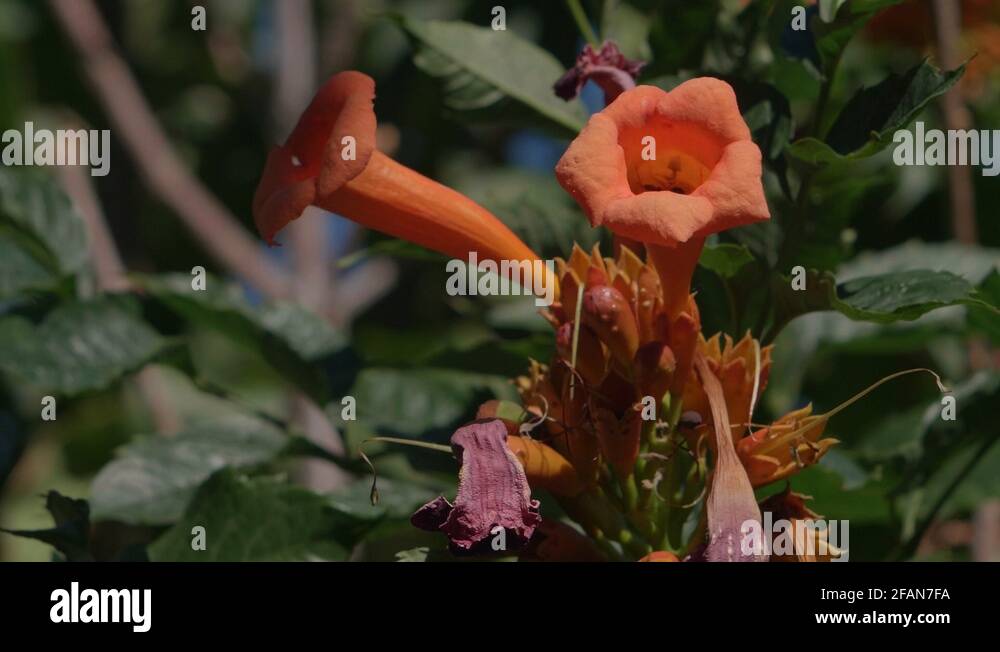 Flower after pollination Stock Videos & Footage - HD and 4K Video Clips ...