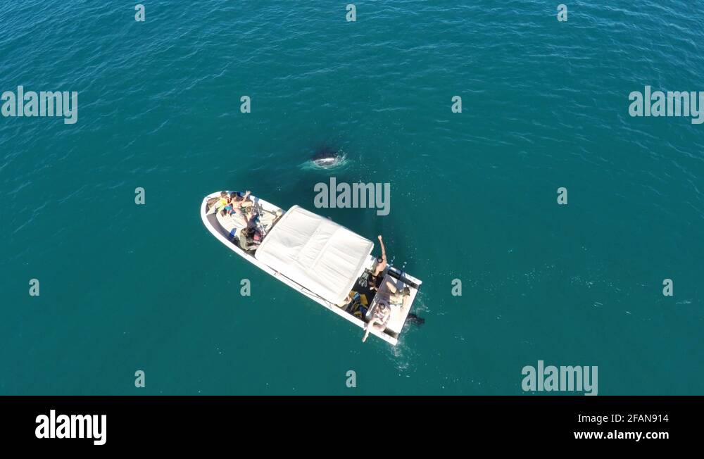 Shark eating boat Stock Videos & Footage - HD and 4K Video Clips - Alamy