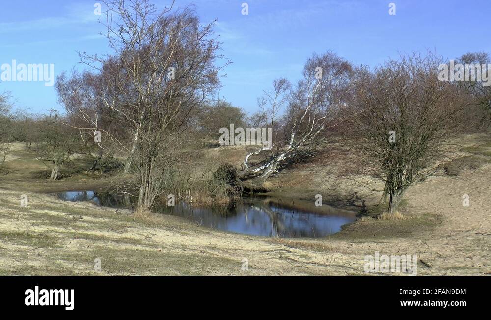 Dune pool Stock Videos & Footage - HD and 4K Video Clips - Alamy