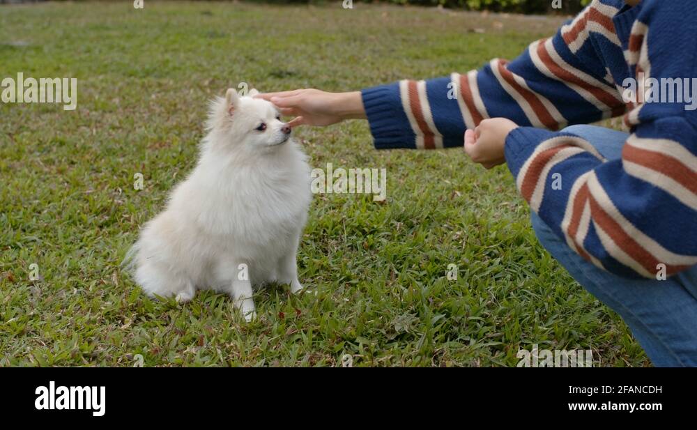 Pomeranian training Stock Videos & Footage - HD and 4K Video Clips - Alamy