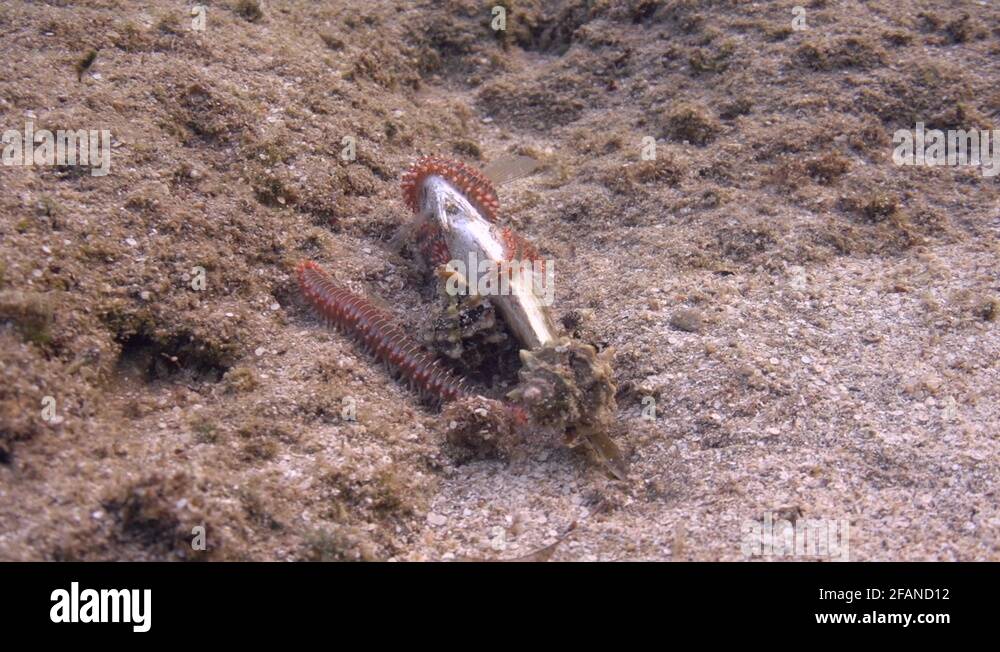 Hermodicecarunculata Stock Videos & Footage - HD and 4K Video Clips - Alamy
