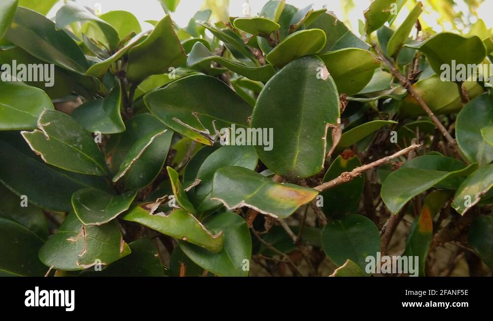 Local flora and fauna Stock Videos & Footage - HD and 4K Video Clips ...