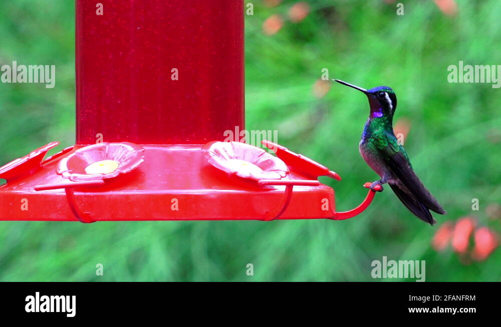 Colibri costa rica Stock Videos & Footage - HD and 4K Video Clips - Alamy