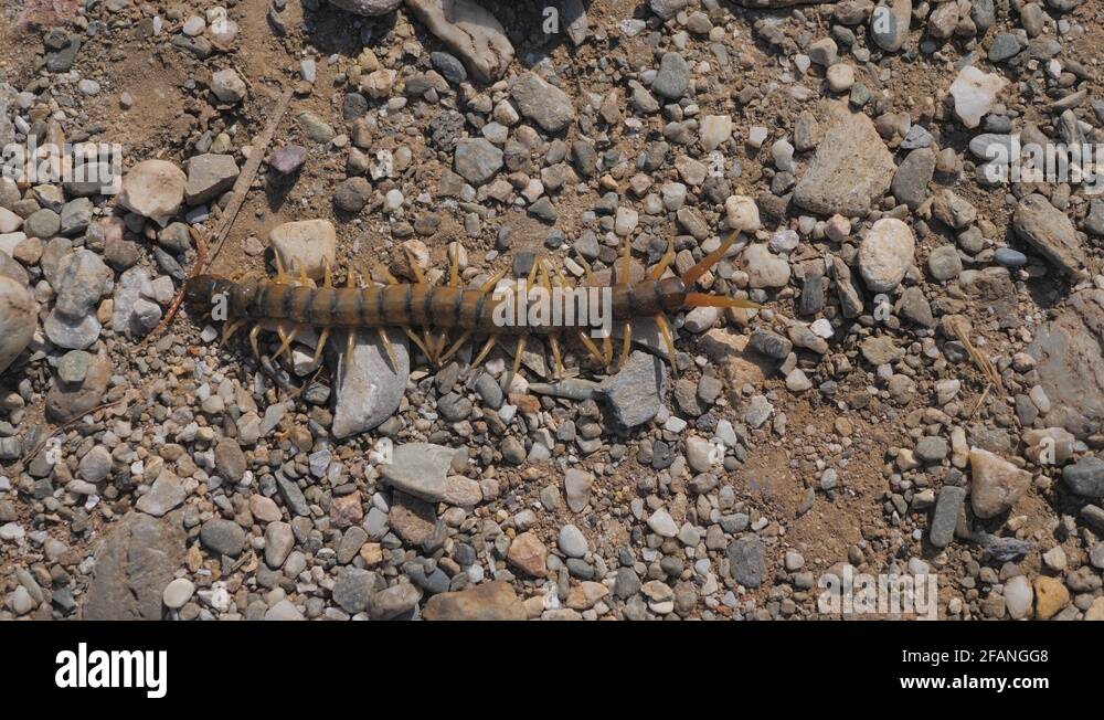 Worm stones Stock Videos & Footage - HD and 4K Video Clips - Alamy