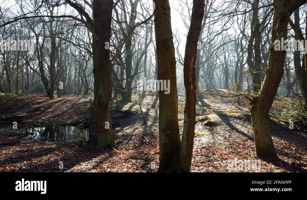 Wood woodland hi Stock Videos & Footage - HD and 4K Video Clips - Alamy