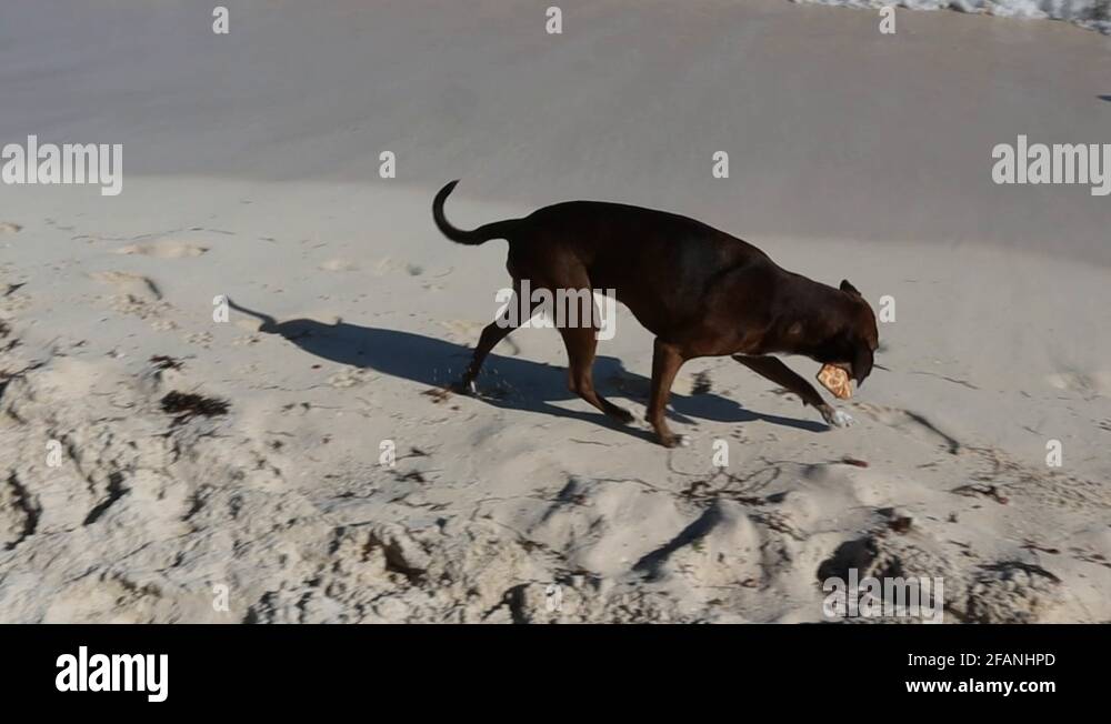 Happy dog eating a slice of pizza on the beach in Playa del Carmen ...