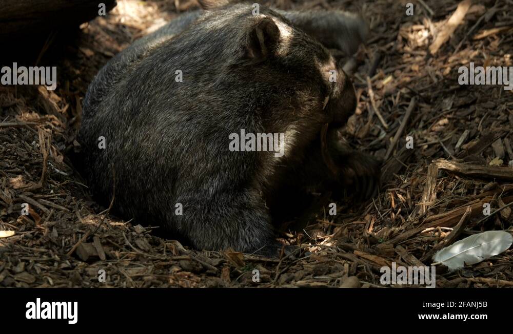 Grey wombat Stock Videos & Footage - HD and 4K Video Clips - Alamy