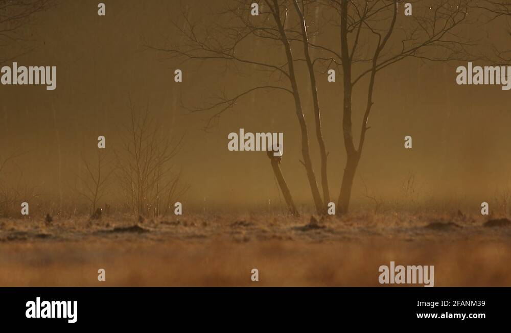 American horror story asylum Stock Videos & Footage - HD and 4K Video ...