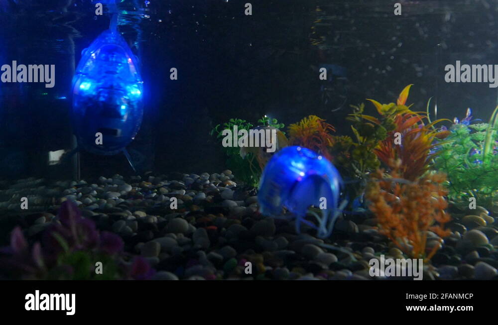 Pet fish tank Stock Videos & Footage - HD and 4K Video Clips - Alamy