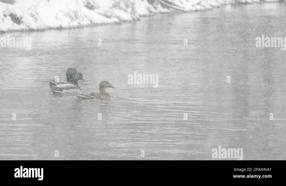 Stream swimming Stock Videos & Footage - HD and 4K Video Clips - Alamy