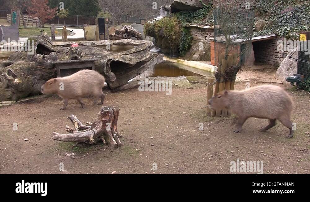 Two capybaras walking through their enclosure at a wild animal farm ...