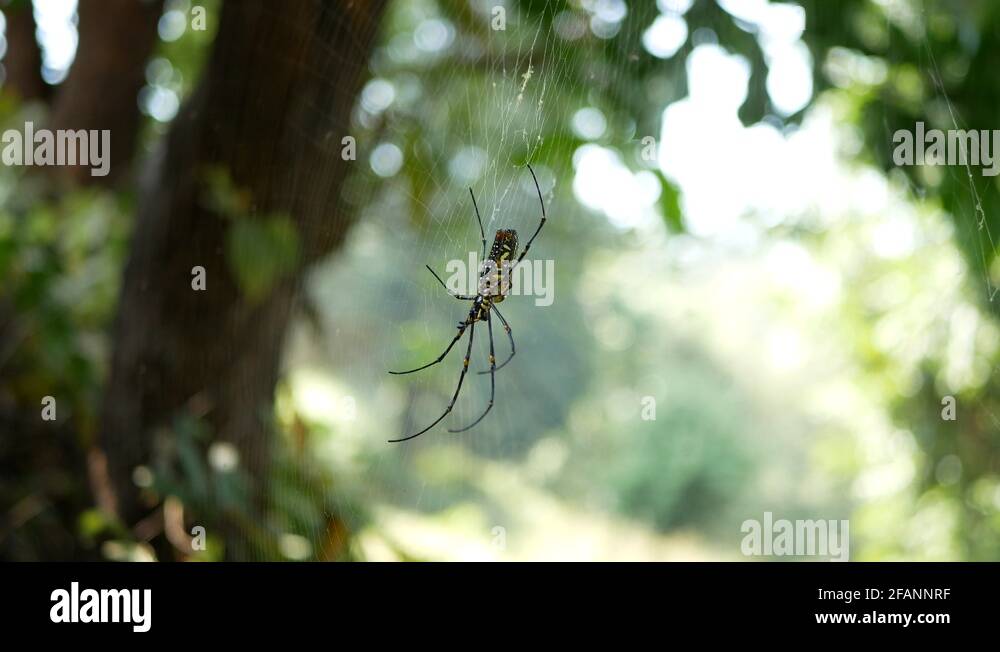 Spider tree not monkey Stock Videos & Footage - HD and 4K Video Clips ...