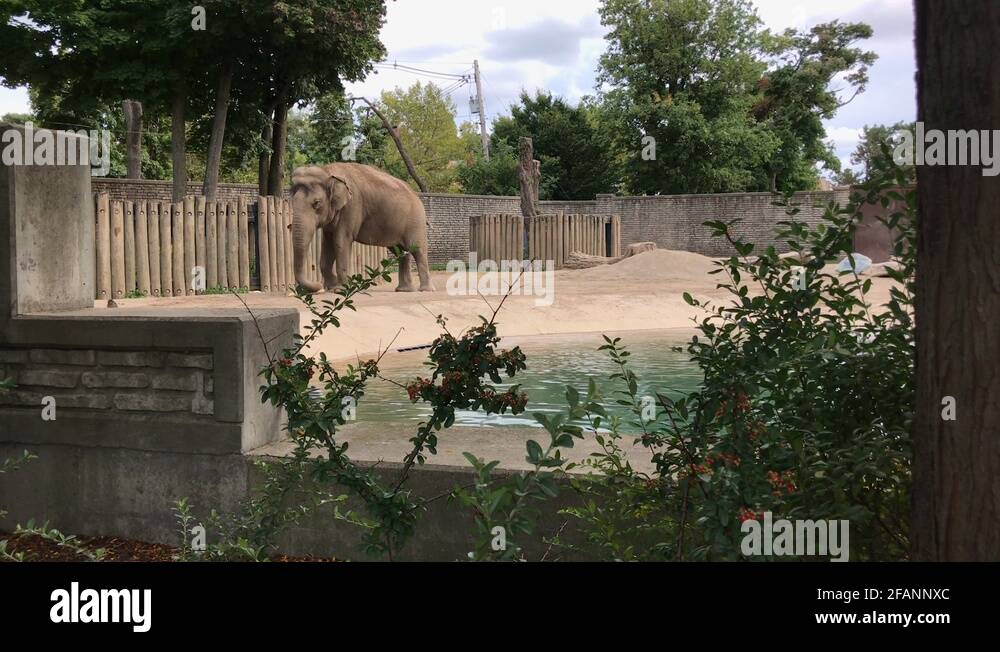 Confined animal Stock Videos & Footage - HD and 4K Video Clips - Alamy