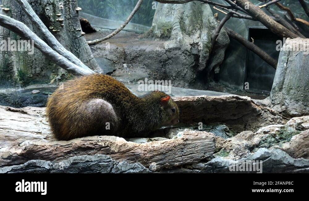 Brazilian rodent Stock Videos & Footage - HD and 4K Video Clips - Alamy