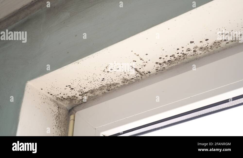 Damp mould Stock Videos & Footage - HD and 4K Video Clips - Alamy