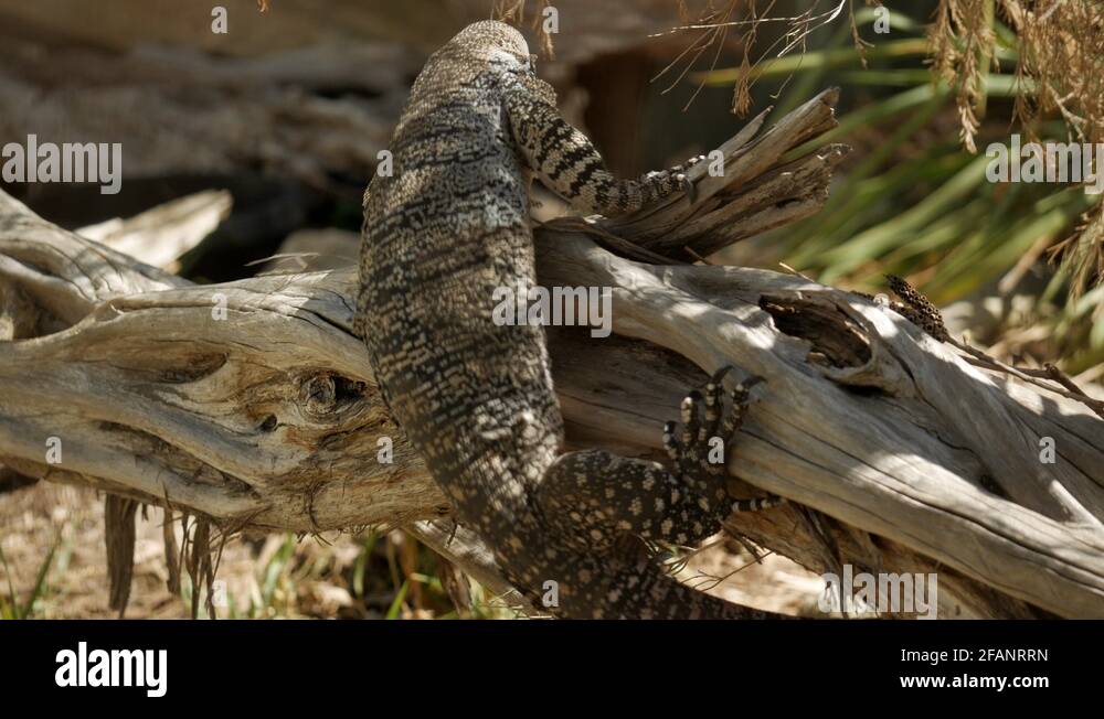 Australian tree goanna Stock Videos & Footage - HD and 4K Video Clips ...