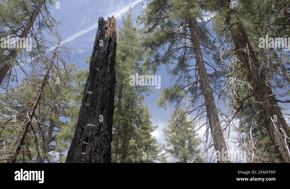 Giant sequoias sequoiadendron giganteum Stock Videos & Footage - HD and ...