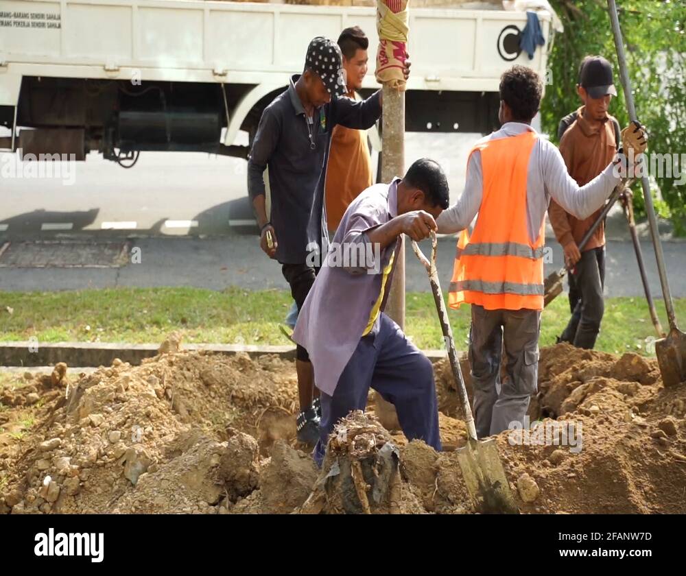 Tree planting project Stock Videos & Footage - HD and 4K Video Clips ...