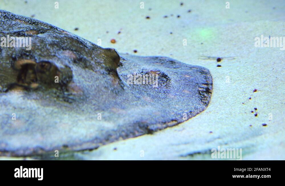 Sweet water ray (Potamotrygon motoro),Motoro StingRay Stock Video ...