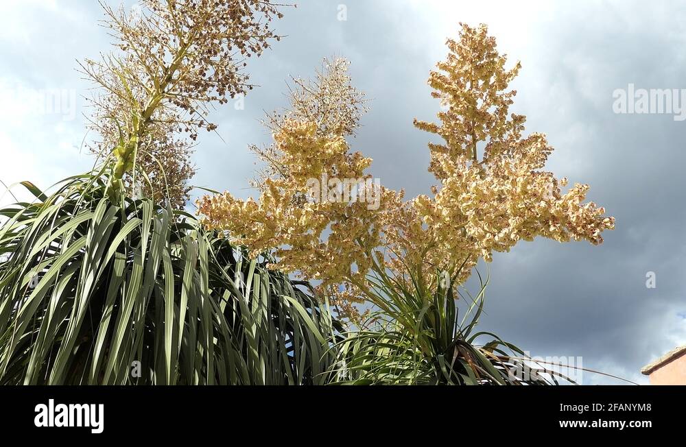 Elephant foot tree Stock Videos & Footage - HD and 4K Video Clips - Alamy
