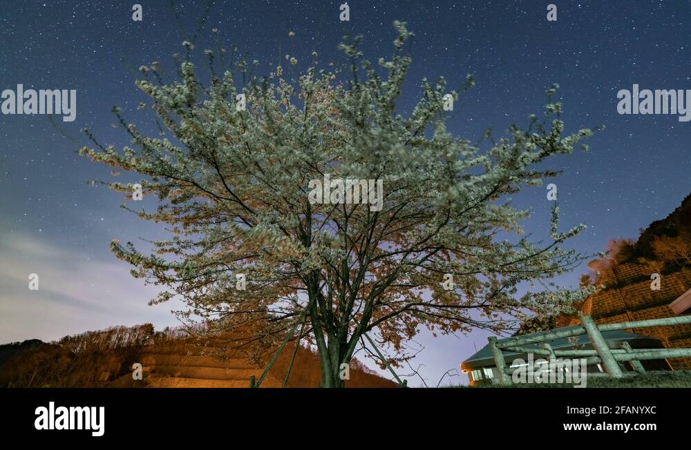 Starry blossoms Stock Videos & Footage - HD and 4K Video Clips - Alamy