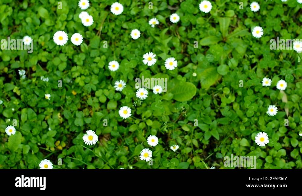 Grass top view Stock Videos & Footage - HD and 4K Video Clips - Alamy