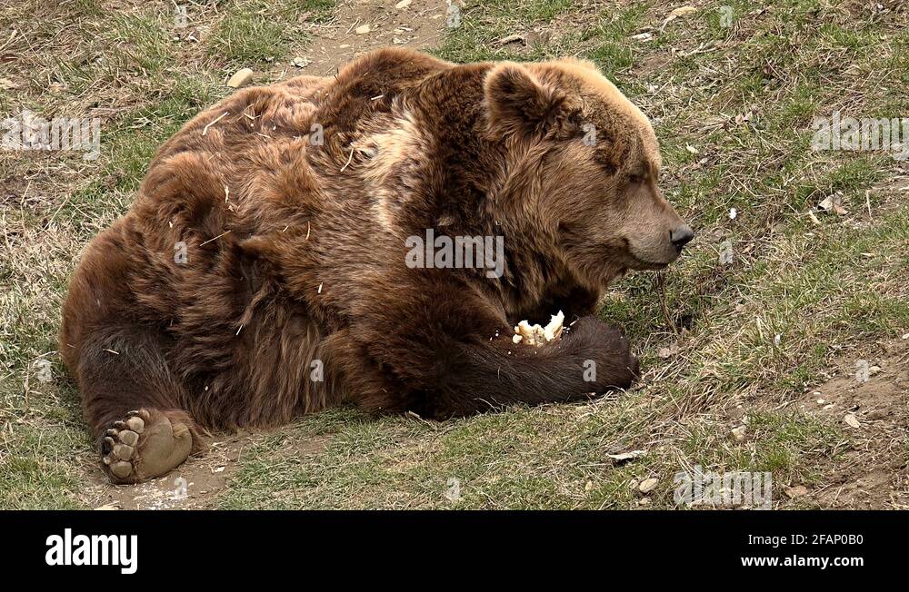 Edible mammals Stock Videos & Footage - HD and 4K Video Clips - Alamy