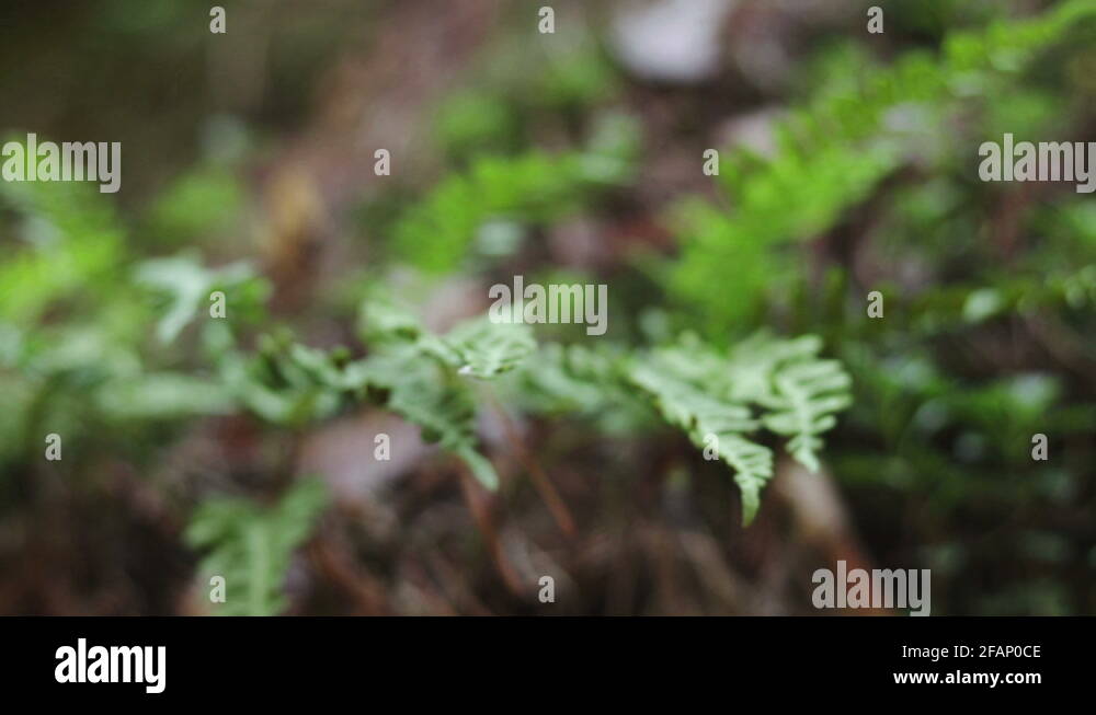 Fern pine Stock Videos & Footage - HD and 4K Video Clips - Alamy